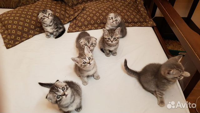 Шотландские котята