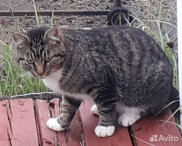 Кот потерялся