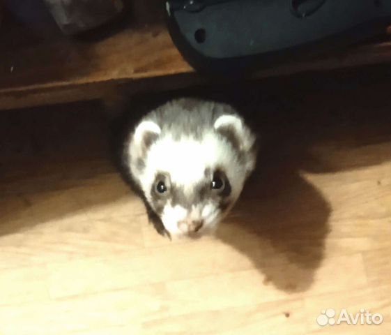 Домашний хорек