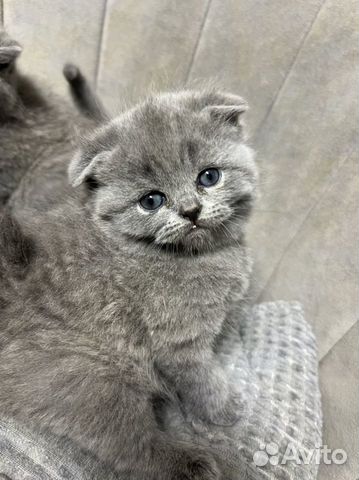 Шотландские вислоухие котята