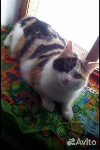 Кошечка Золотинка