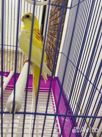 Певчий попугай, любимый питомец