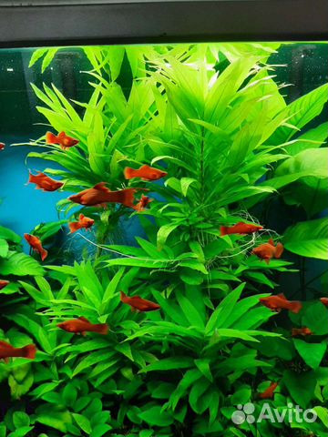 Лимонник. Аквариумов растение