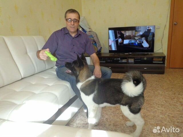 Собака