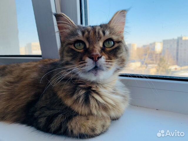 Кошечка в добрые руки
