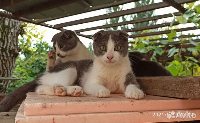 Отдадим вислоухих кошек в хорошие руки