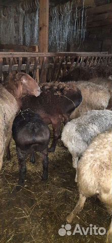 Продаются матки с ягнятами