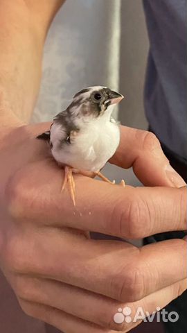 Отдам Амадинов