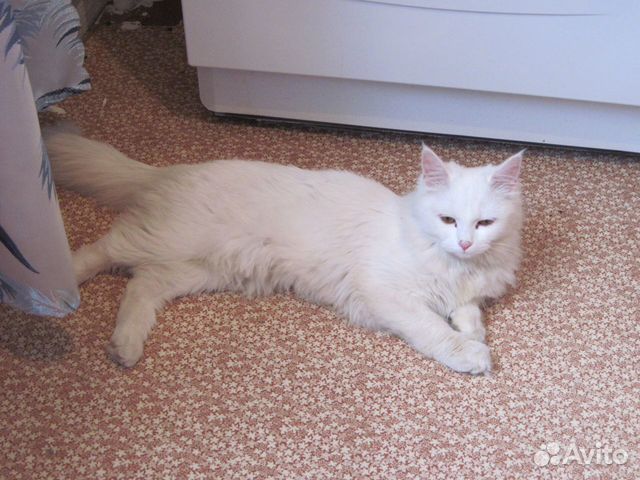 Беленькая кошечка,турецкая ангора