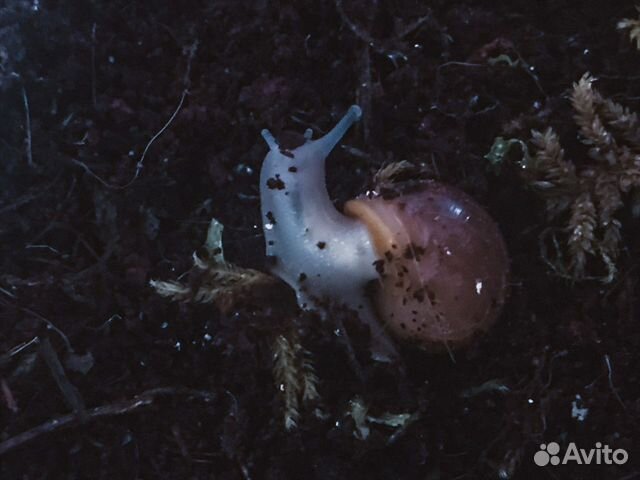 Улитки архахатины сильвер