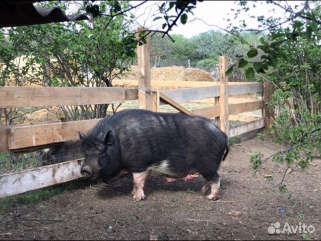 Вьетнамский вислобрюхий хряк