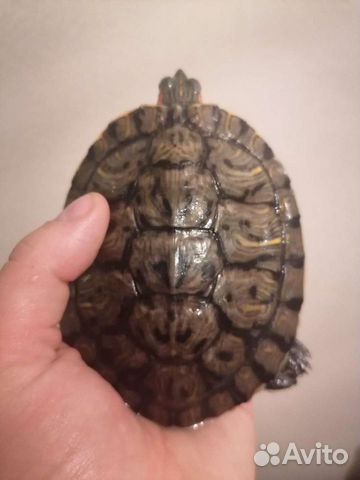 Красноухая черепаха с аквариумом