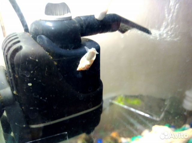 Улитка Покемон