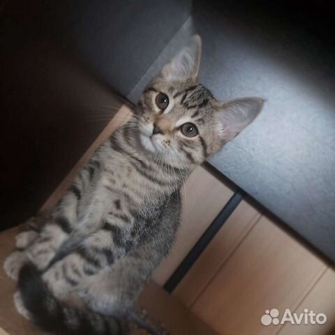 Отдам котёнка