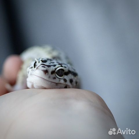 Иранский эублефар-взрослый светлый самец