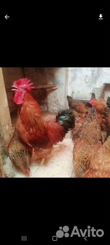 Цыплята Кучинская Юбилейная, Козлик Альпийский