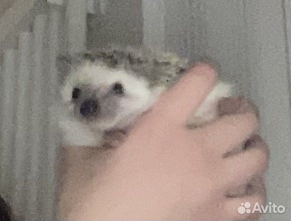 Африканский карликовый еж