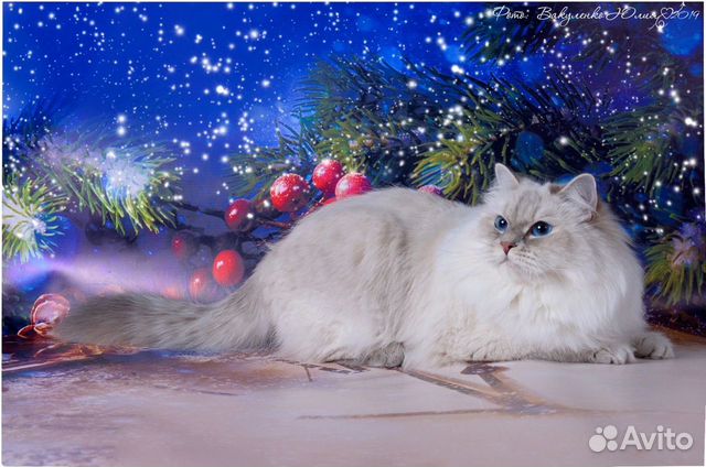 Невская маскарадная кошка