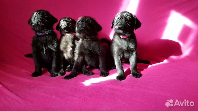 Щенки лабрадора метис