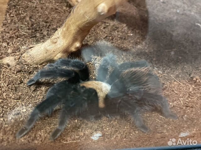 Паук птицеед с террариумом