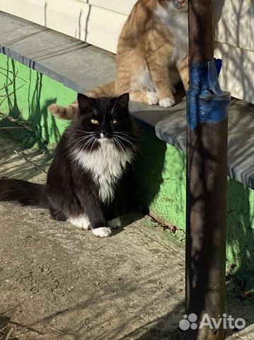 Милейший ловец мышей)