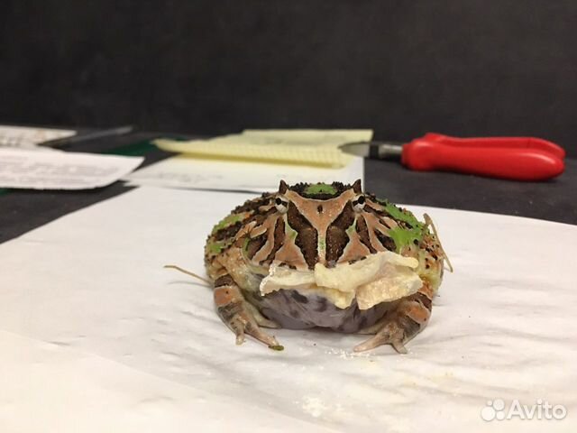 Лягушка рогатка