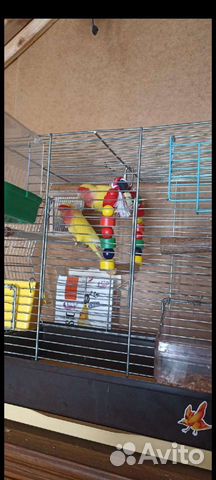 Попугай неразлучники