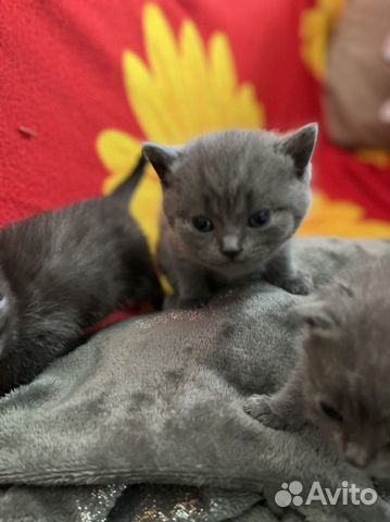Котята британцы,прямоухие