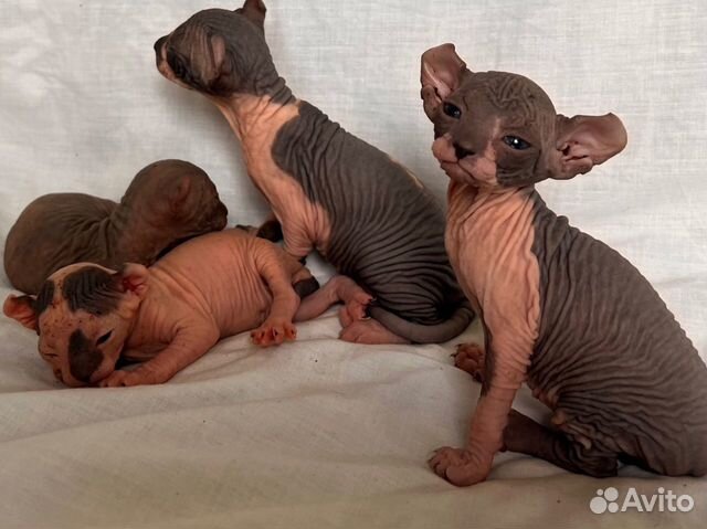 Котята эльфы