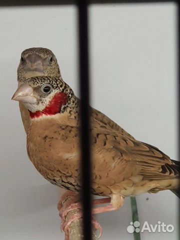 Пара Красногорлых амадин