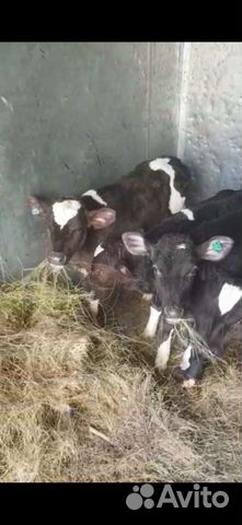 Бычки молодняк 1-2-3 мес