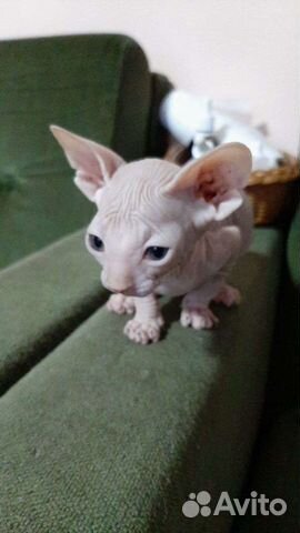 Обмен мальчика на девочку канадский сфинкс