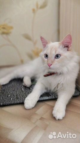 Котейка в добрые руки