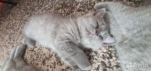 Шотландские котята