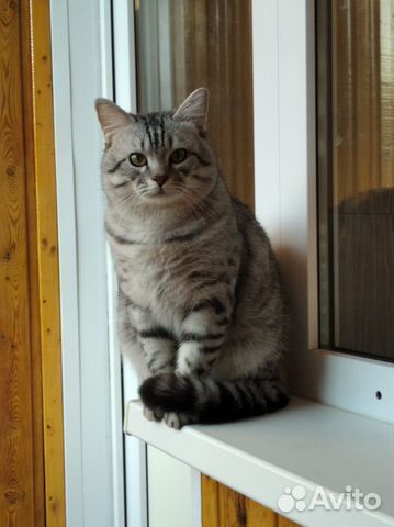 Британский котик на вязку