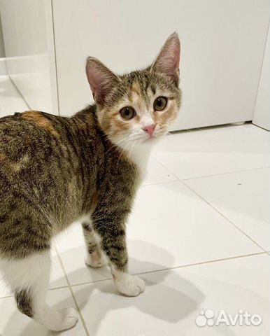 Котенок Веснушка - воплощение позитива и радости в