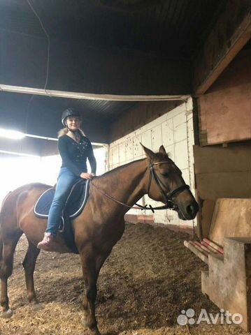 Конный спорт