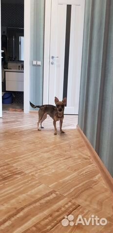 Молодая маленькая собачка в добрые руки