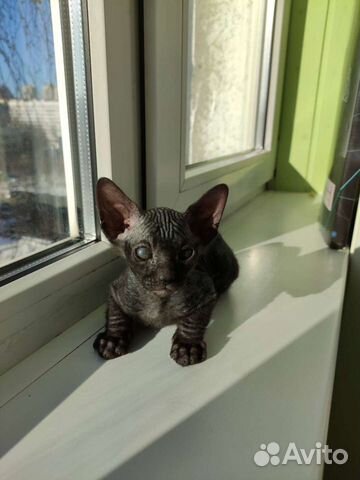 Канадский сфинкс котенок