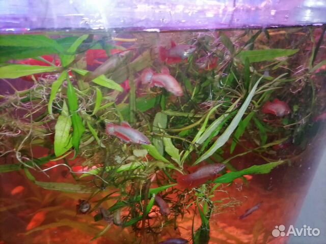 Рыбка петушки и курочки