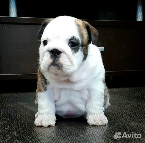 Английский бульдог