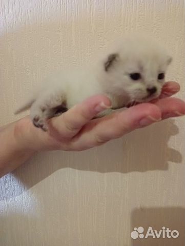 Очаровательный тайский котенок