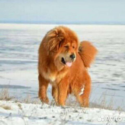 Тибетский мастиф щенки