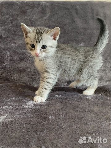 Котенок помесь британец