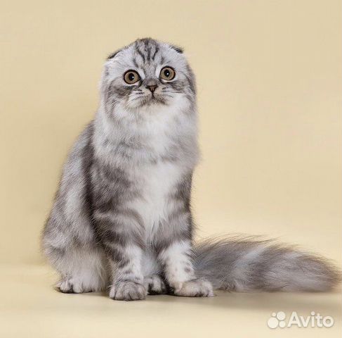 Кошка хайленд фолд