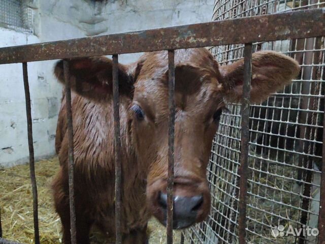 Продаю телят