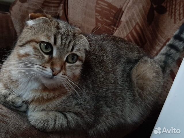 Кошечка Зайка