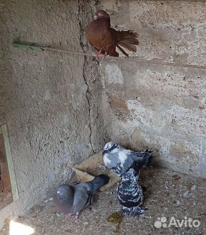 Продам голубей