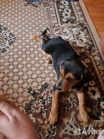 Эстонская гончая