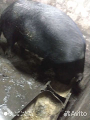 Свинья на убой